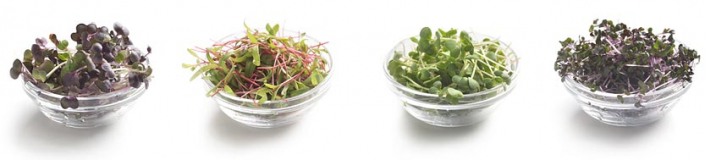 Microgreens: A Fun Food Growing Activity for Children & Under-5s