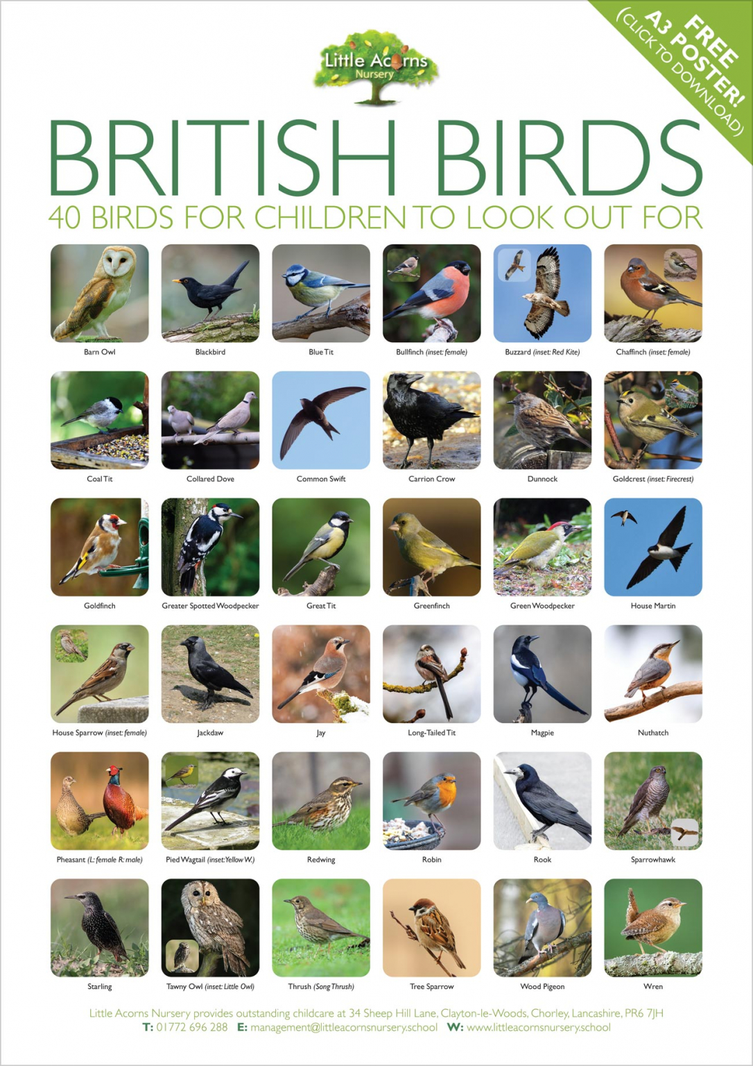 Bird Spotting Activity for Kids (with Free British Birds Poster)
