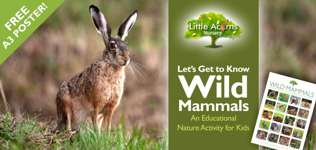 Get to Know Wild Mammals! An Educational Nature Activity for Kids