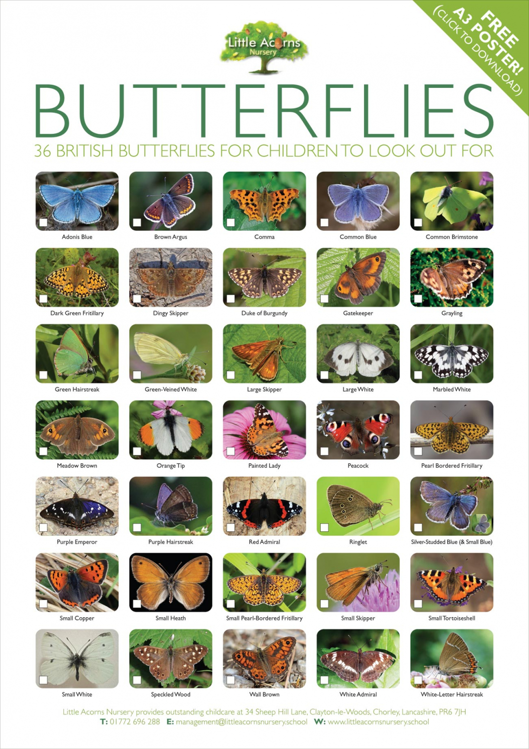 Let's Get to Know Butterflies - Educational Nature Activity for Kids